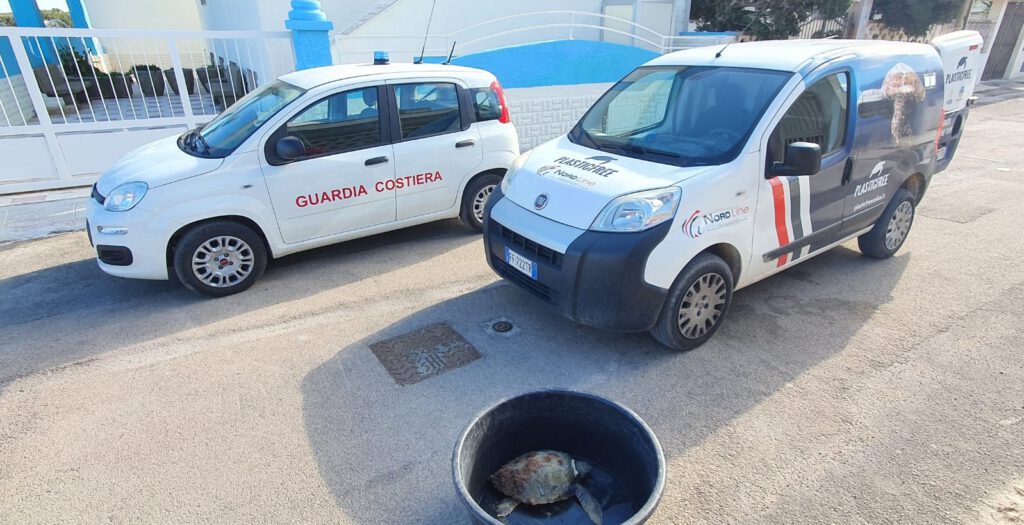 Emergenza tartarughe marine: numeri da capogiro al Centro di recupero ...